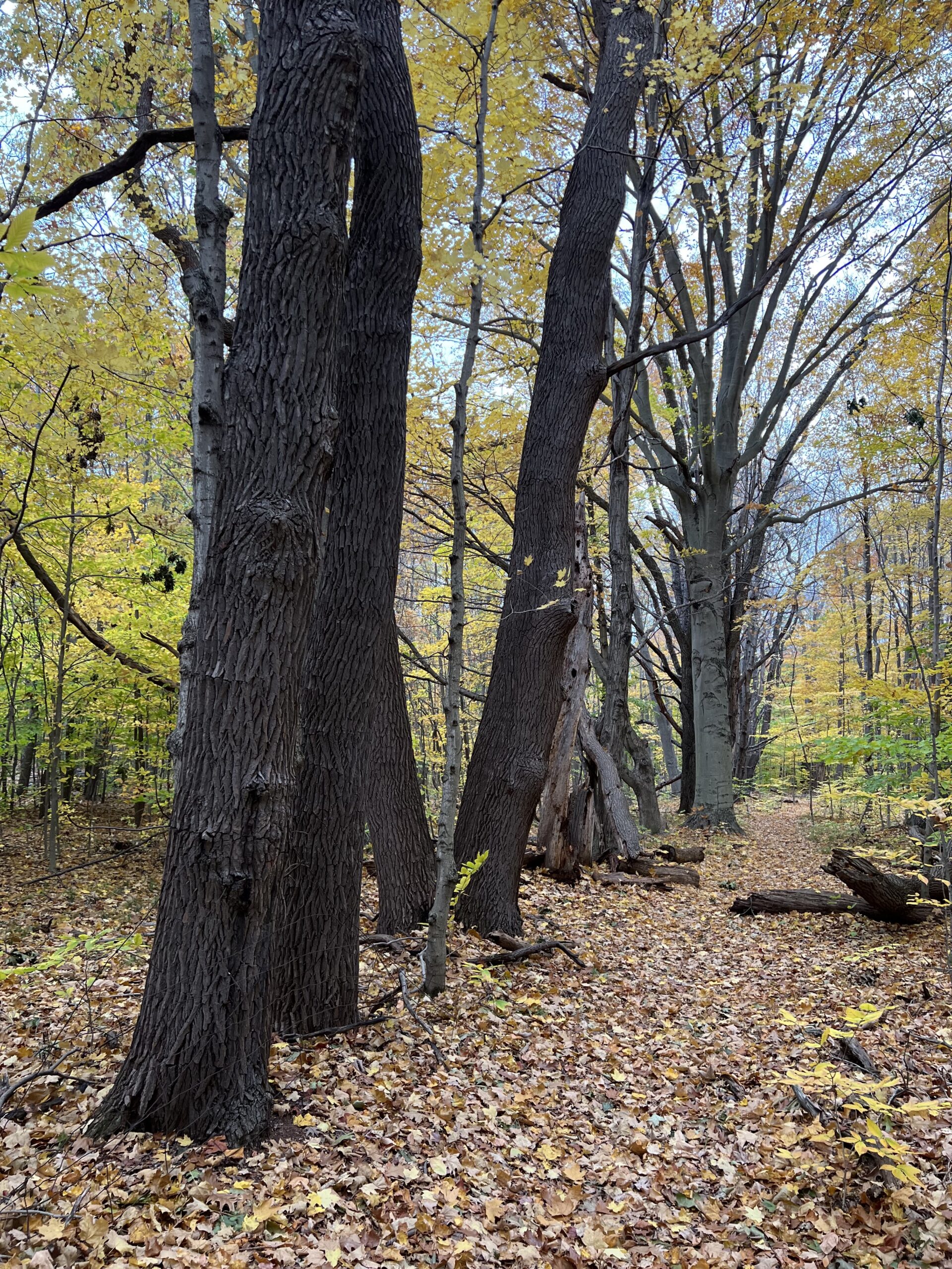 CHI: Black River Preserve Hike in South Haven - Mappy Hour Blog